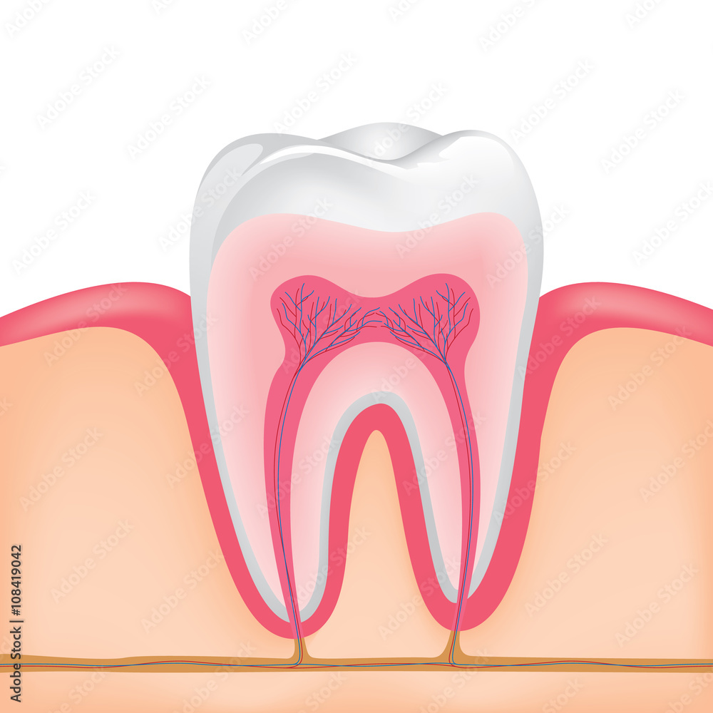 Inside on a single tooth illustration, Human tooth cross-section. Stock ...