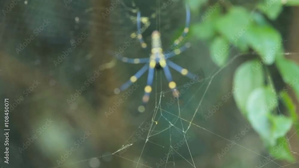 Close up of cobweb with spider.Big tropical spider sits on a web in the ...