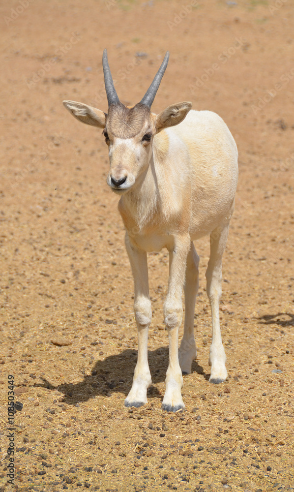 Young addax (Addax nasomaculatus), also known as the white antelope and ...