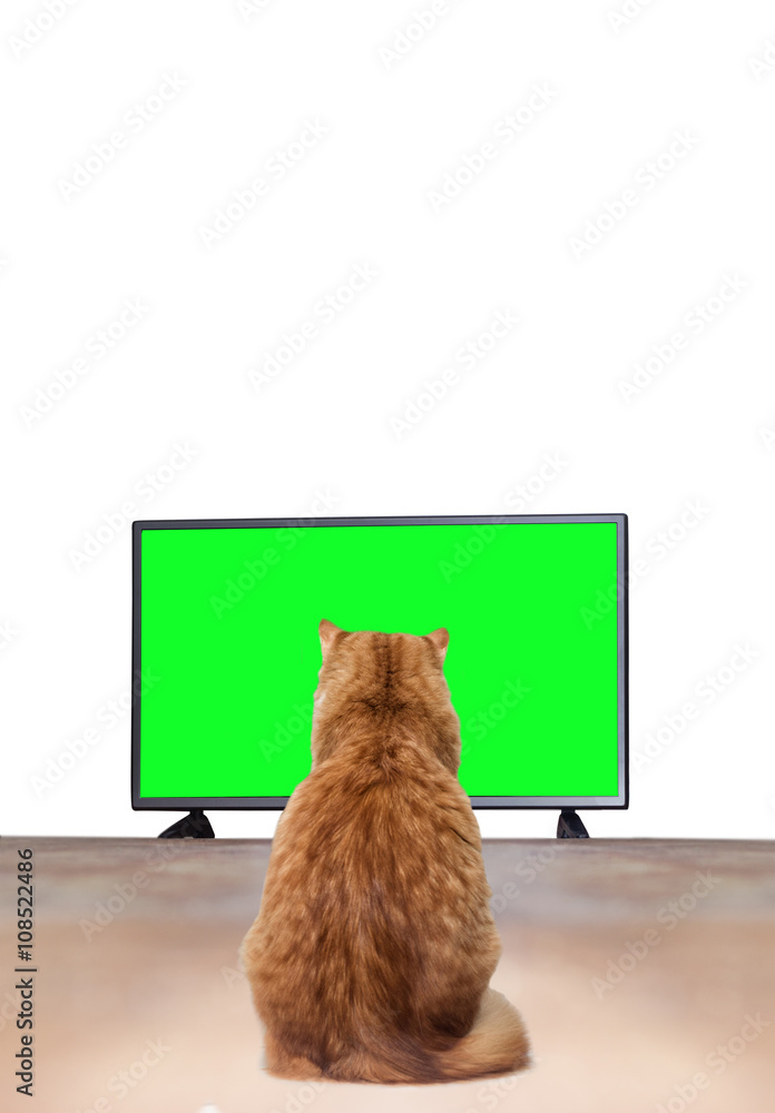 cat watching TV with green screen isolated on white background Stock ...