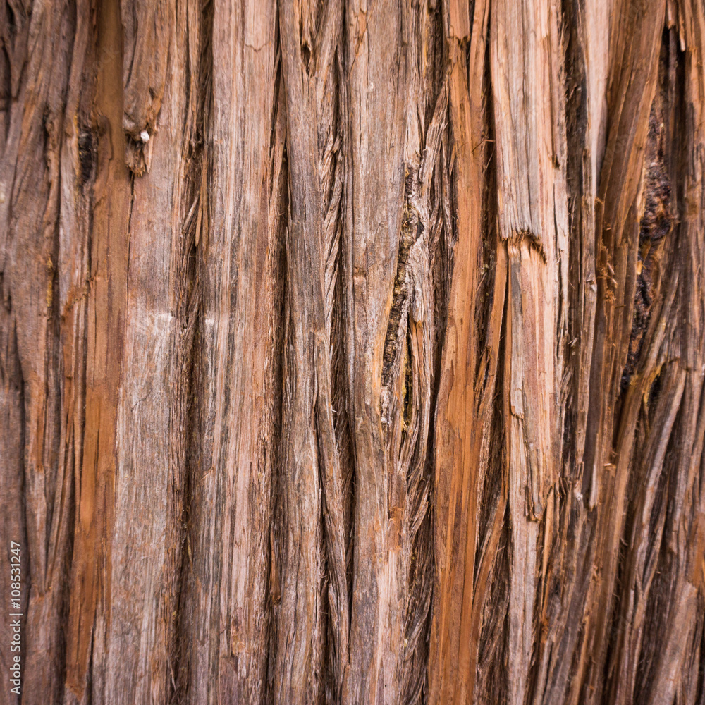 tree texture. Tree background. wood texture Stock Photo | Adobe Stock