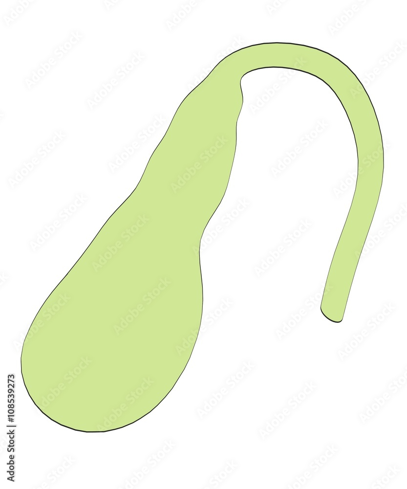 2d cartoon illustration of gallbladder Stock Illustration | Adobe Stock