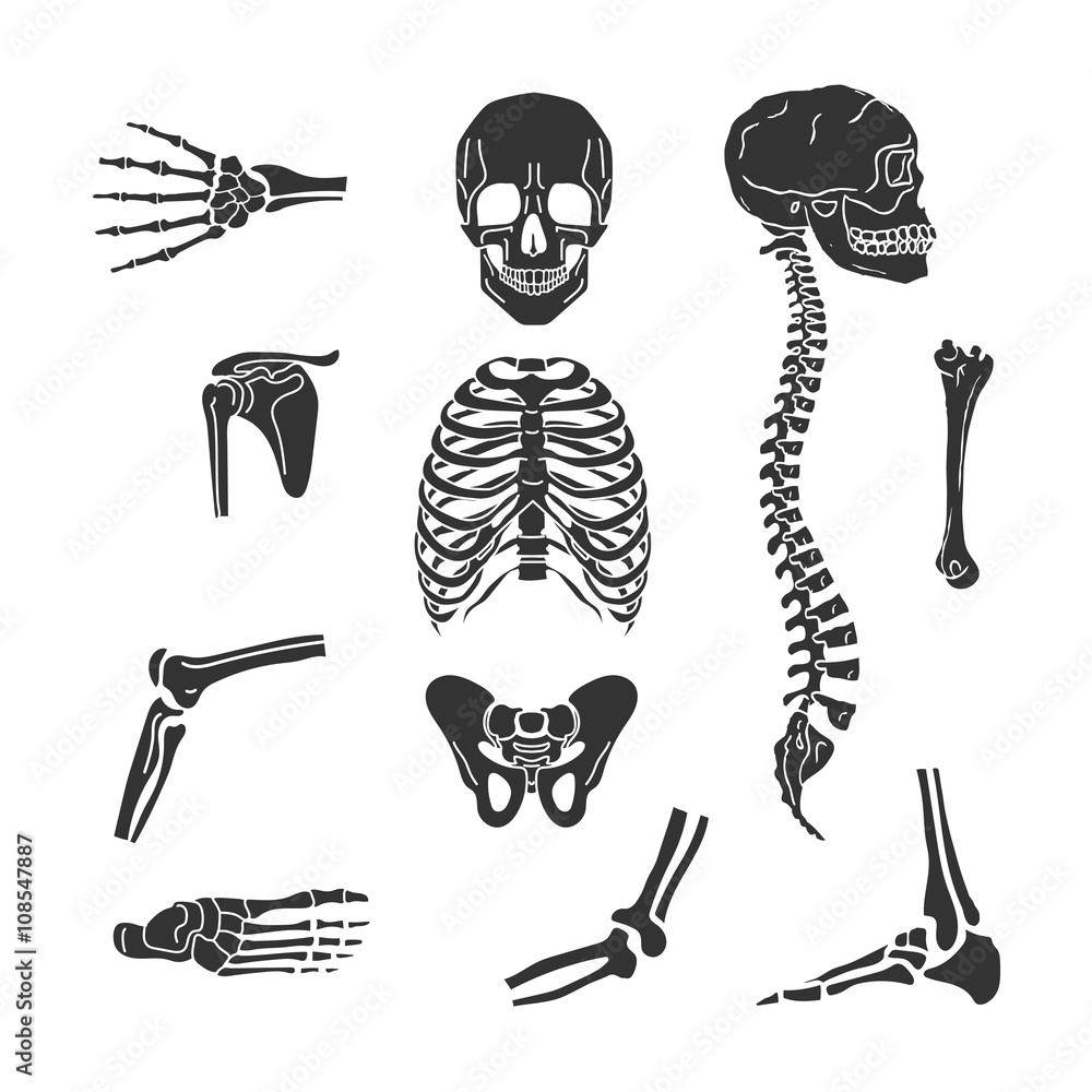 Human joints vector set. Orthopedic and spine symbols. Elbow and knee ...