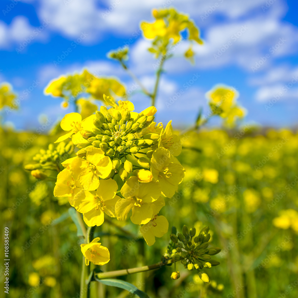 Raps (Brassica napus) Blüte im Frühling Stock Photo | Adobe Stock