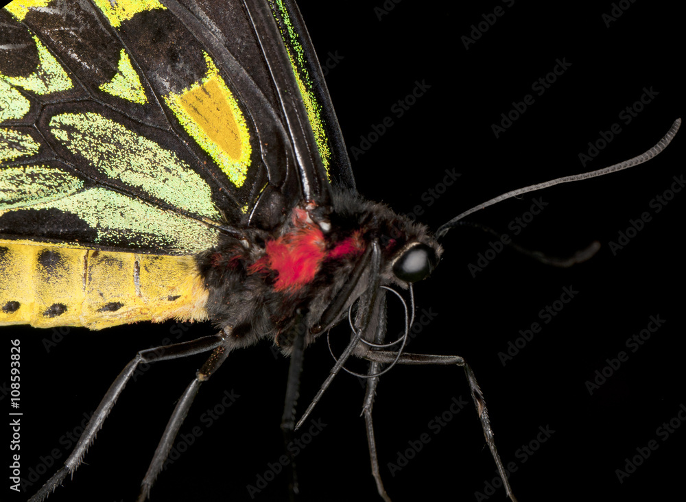 Extreme close-up of a Birdwing Butterfly shot on a black background ...