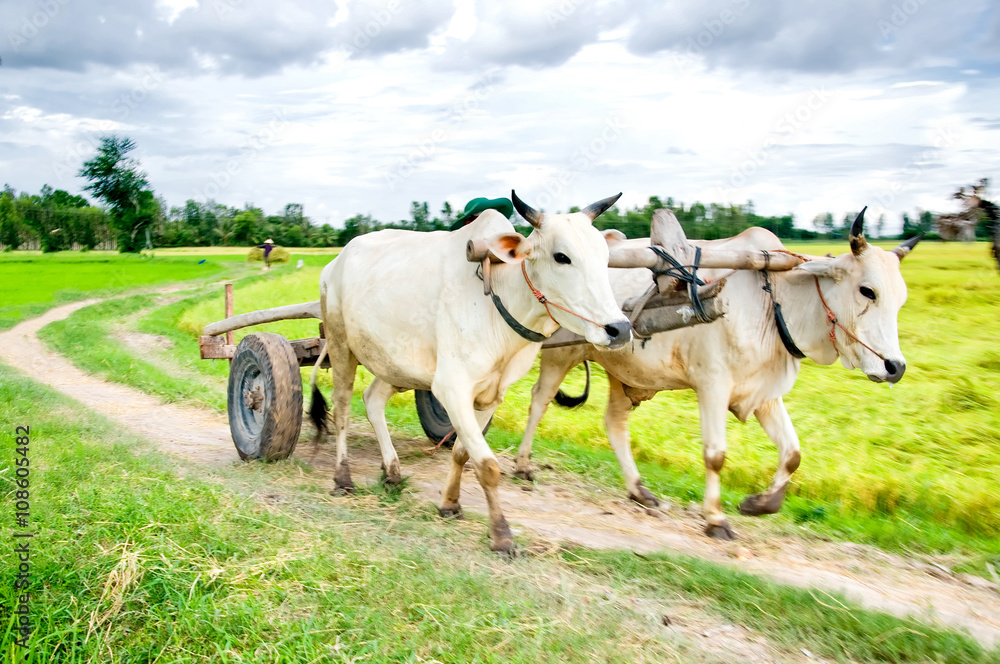 Cow/Bull carriage rice on field in Mekong delta, Vietnam Stock Photo ...