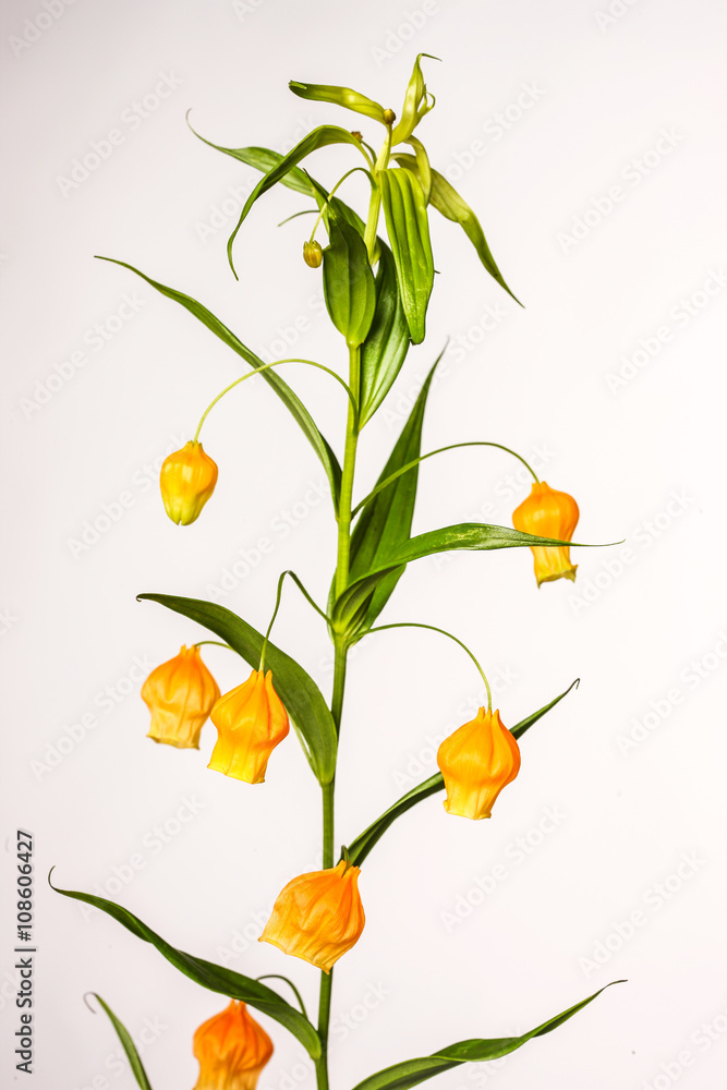 Upside Down Bell Shaped Flower