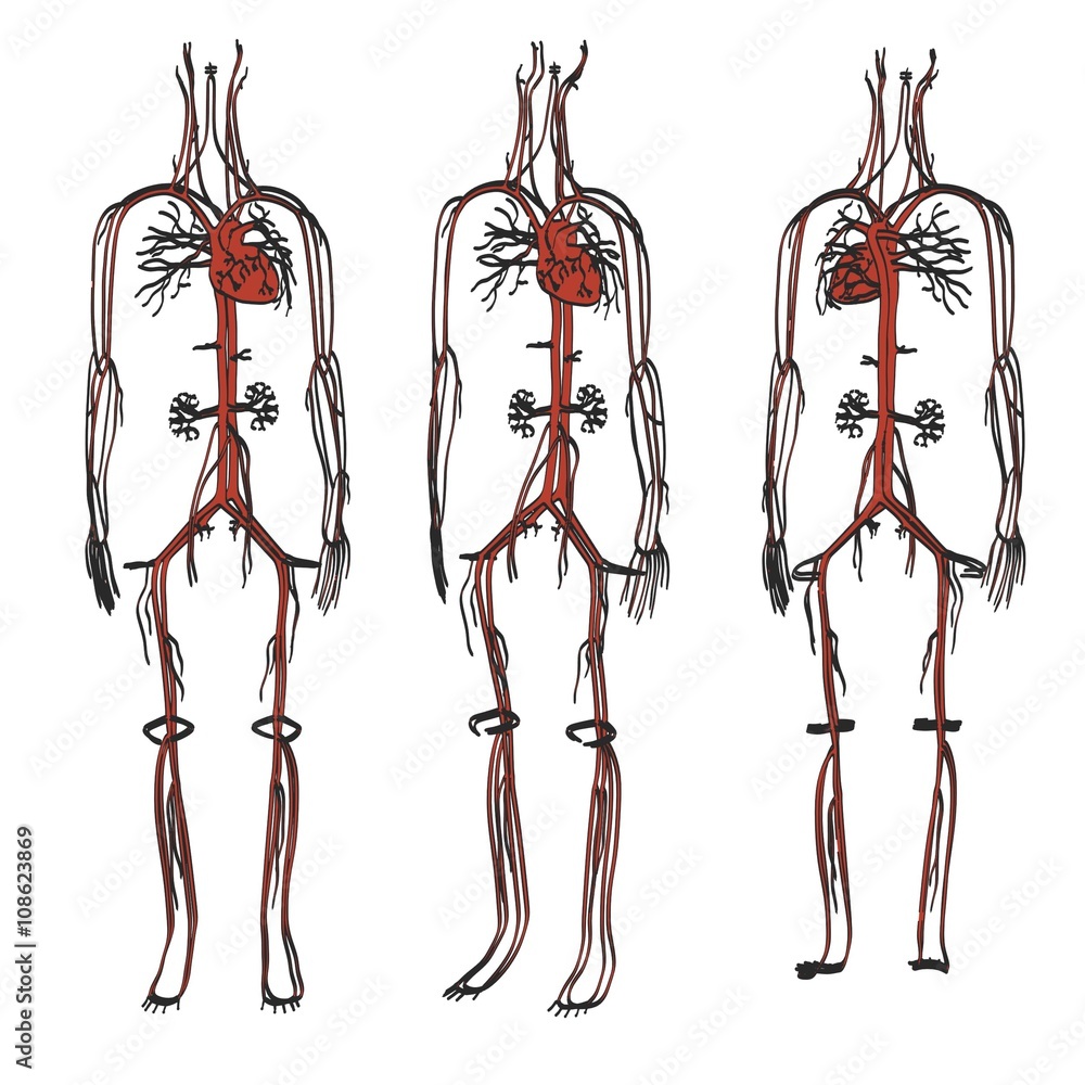 2d cartoon illustration of circulatory system Stock Illustration ...