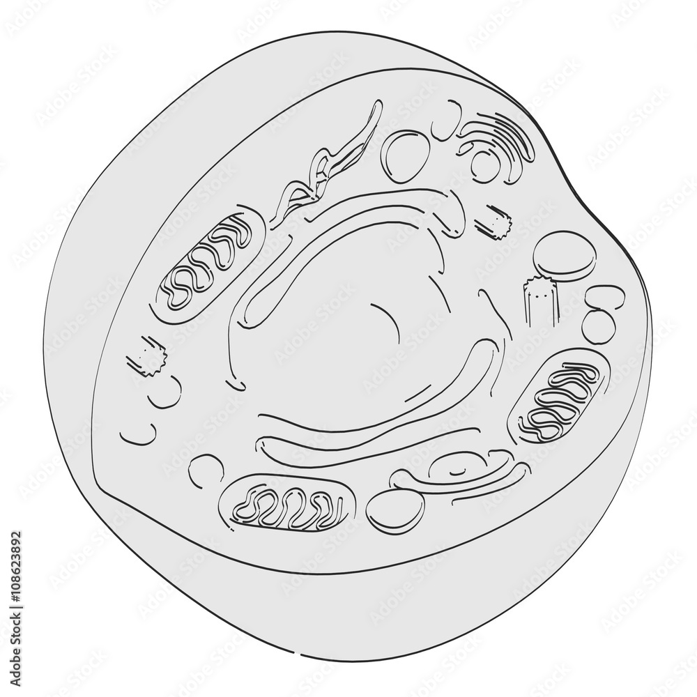 2d cartoon illustration of human cell Stock Illustration | Adobe Stock