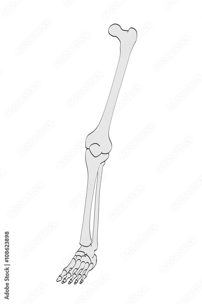 2d cartoon illustration of leg bones Stock Illustration | Adobe Stock