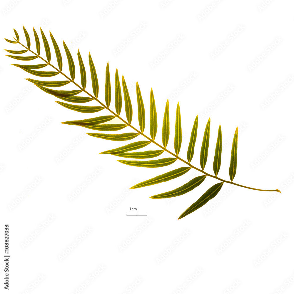 Hoja de f also pimentero (Schinus molle) sobre fondo blanco Stock Photo ...