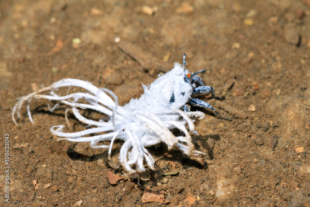 Flower bug (Flatida coccinea) in Anja reserve national park, Madagascar ...