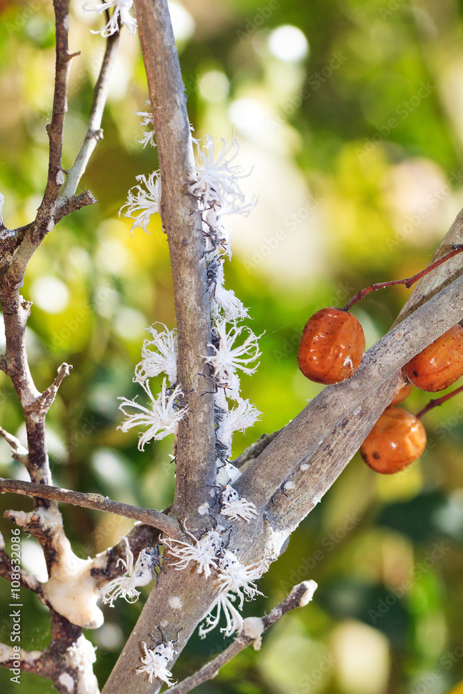 Flower bugs (Flatida coccinea) in Anja reserve national park ...
