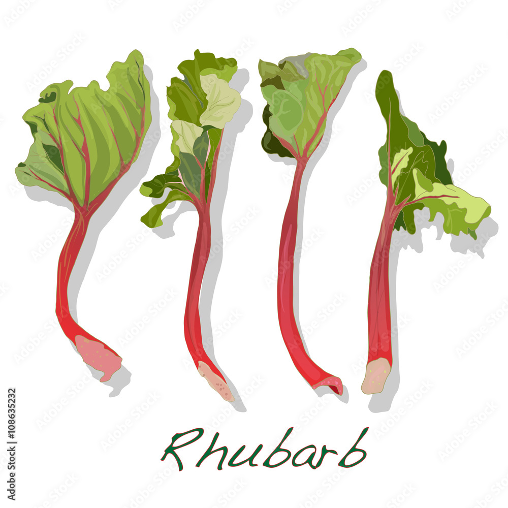 fresh picked organic rhubarb Stock Vector | Adobe Stock