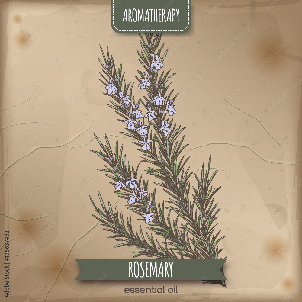 Color rosemary sketch on vintage paper background. Stock Vector | Adobe ...