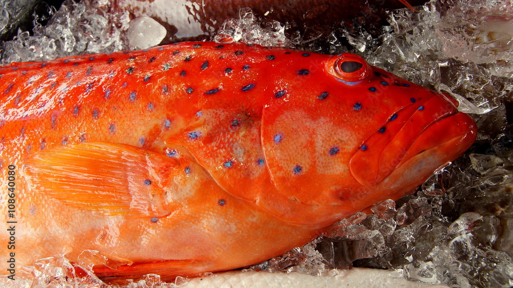 großer roter Fisch mit blauen Punkten auf Fischmarkt in Asien Stock ...