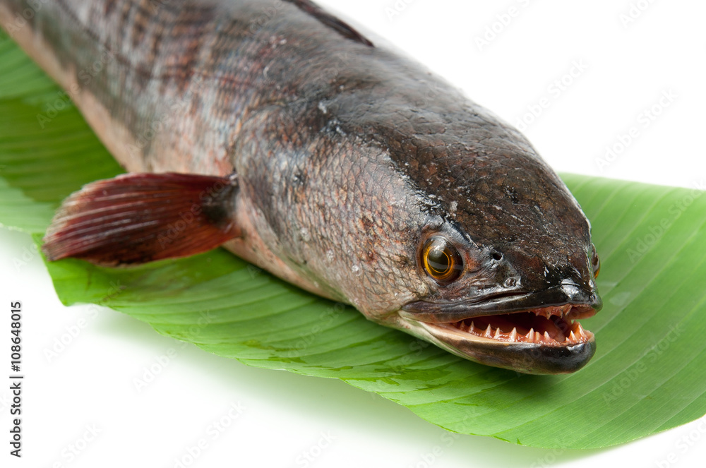 Giant snakehead fish on white background. Stock Photo | Adobe Stock