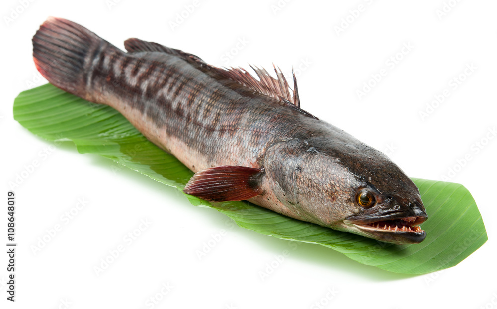 Giant Snakehead Fish