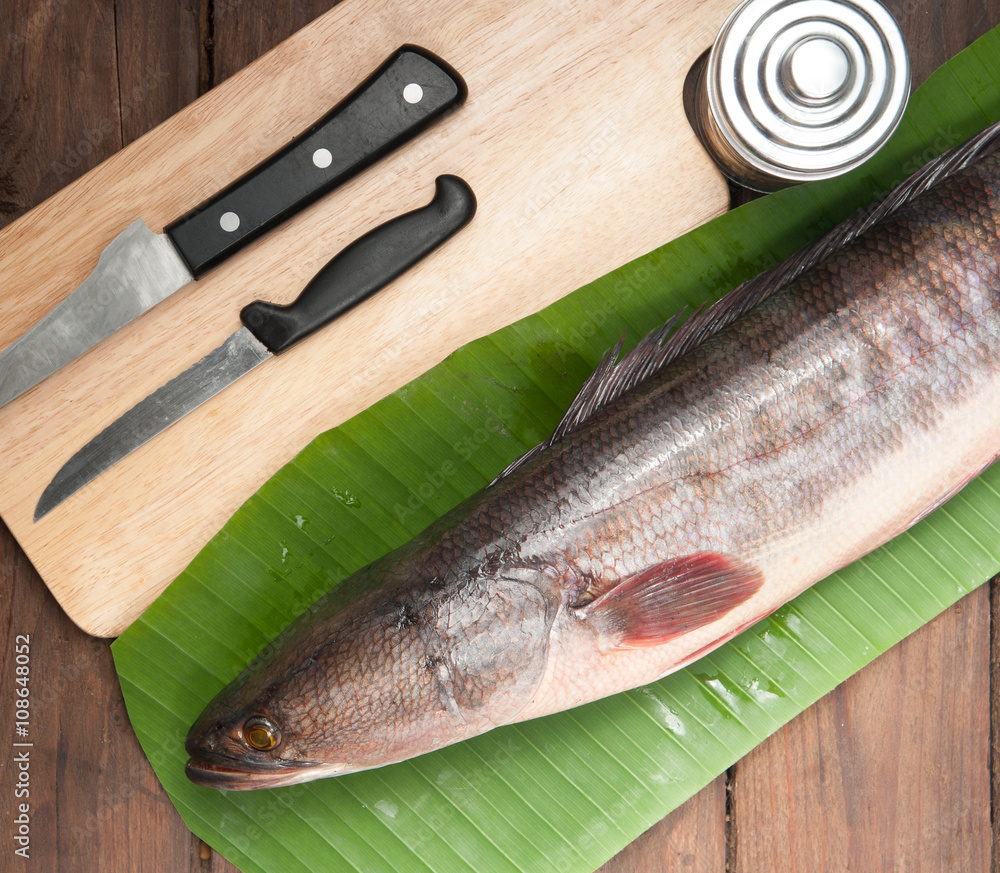 Giant snakehead fish on white background. Stock Photo | Adobe Stock