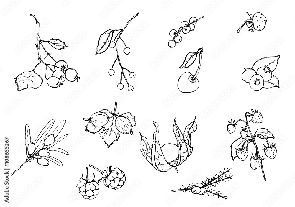 Set of wild berries, botanical illustration, ink drawing Stock ...