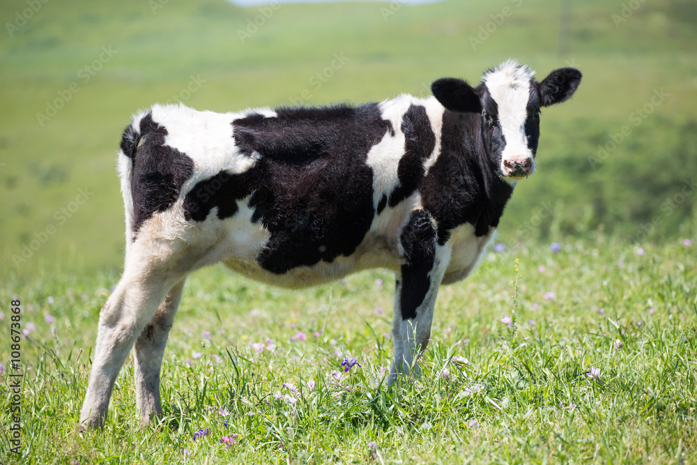 Black-and-white dairy cow (Holstein-Friesian) in the meadows of ...