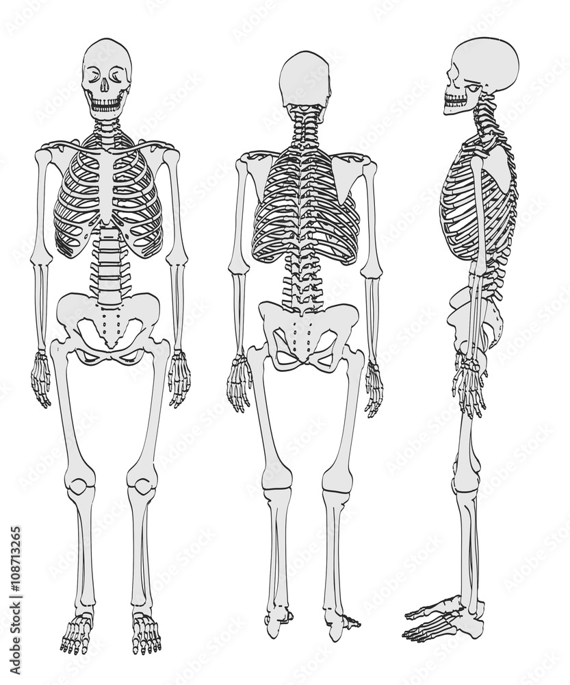 2d Cartoon Illustration Of Female Skeleton Stock Illustration Adobe Stock