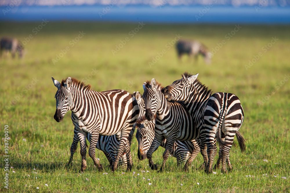 Zebra's in africa walking on the savannah, Africa Stock-Foto | Adobe Stock
