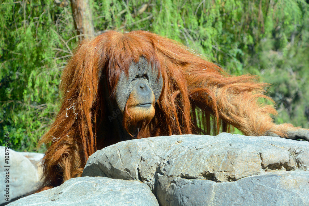 The orangutans, orang-utan, orangutang, or orang-utang) are the two ...