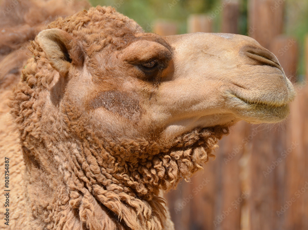 Camel is an ungulate within the genus Camelus, bearing distinctive ...