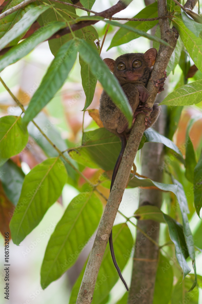 Koboldmaki,Tarsiidae / Koboldmaki an einem Baum auf der Insel Bohol ...