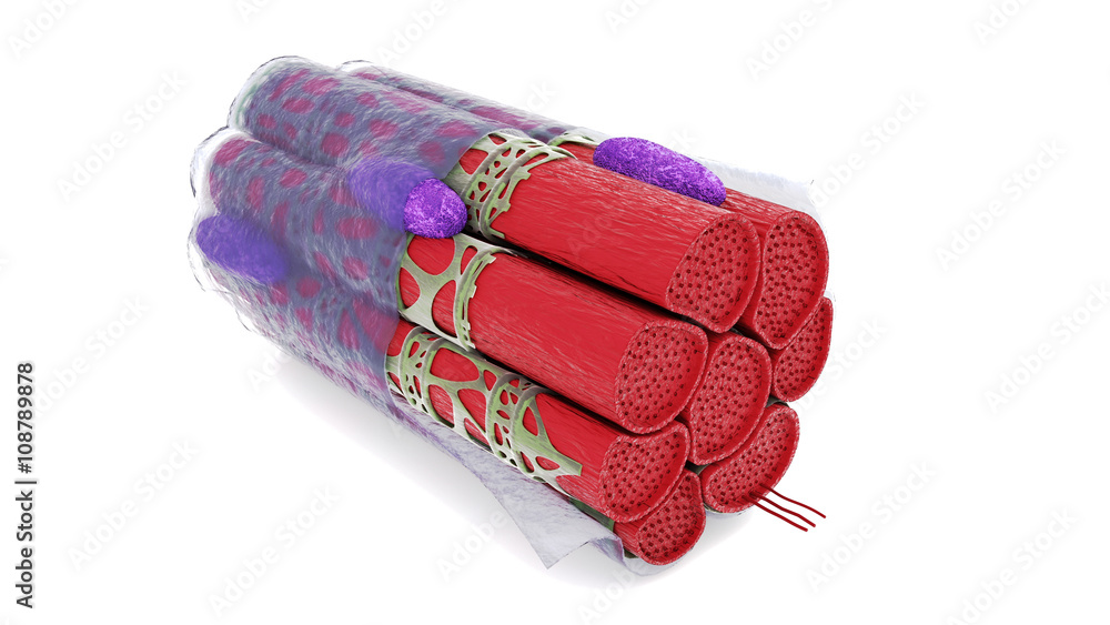 the muscle fiber, muscle, muscle tissue on a white background isolate ...