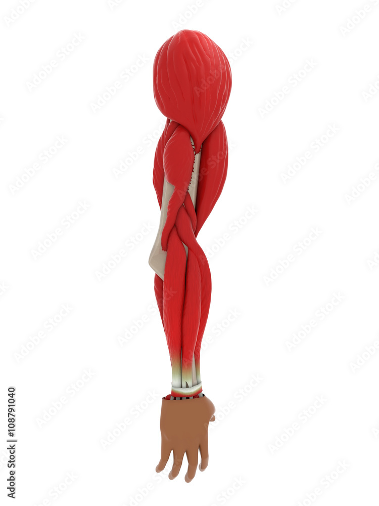 muscle structure of a human hand, hand muscles, anatomy, white ...