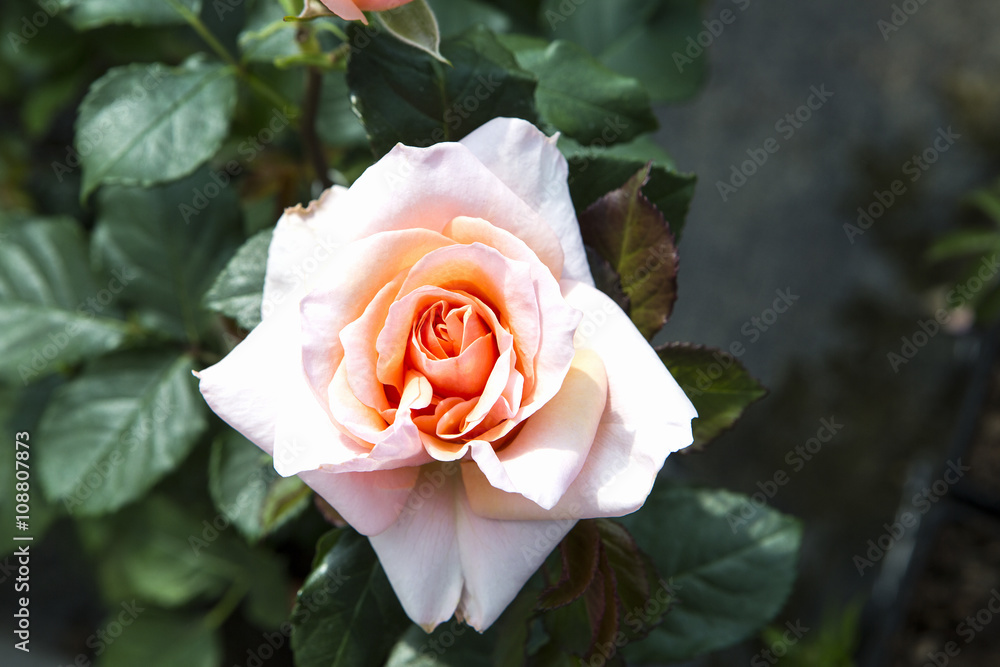 rosa color pastel y hojas verdes Stock Photo | Adobe Stock