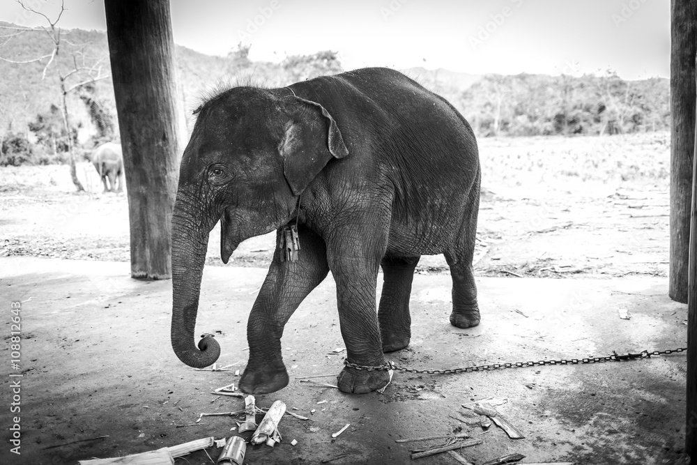 Asian elephant tied to a chain. Black and white picture Stock Photo ...