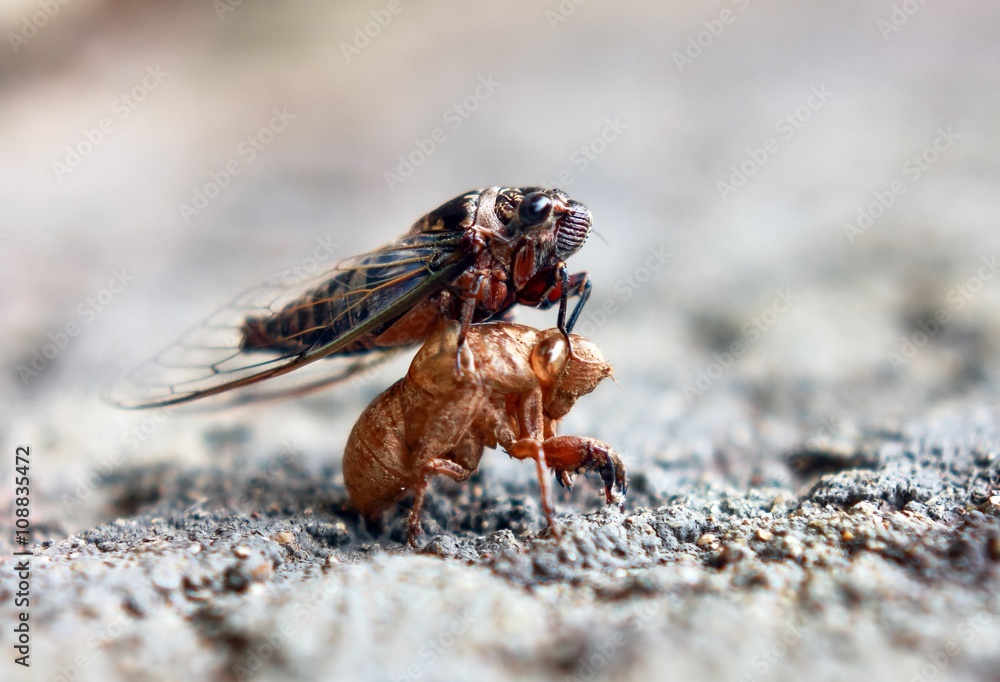 Cicada (Hemiptera: Cicadidae) changing its skin Stock Photo | Adobe Stock