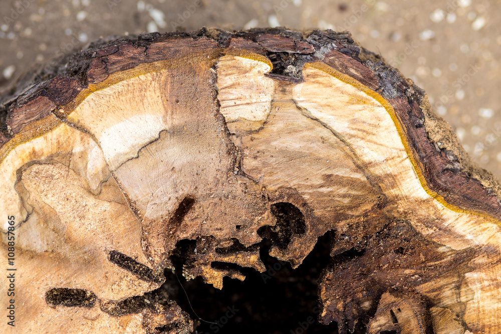 Wood disease Stock Photo | Adobe Stock