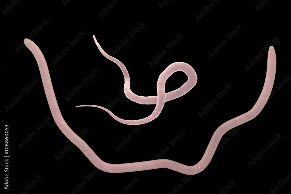 Parasitic nematode worms (roundworms) Ascaris lumbricoides, male (up ...