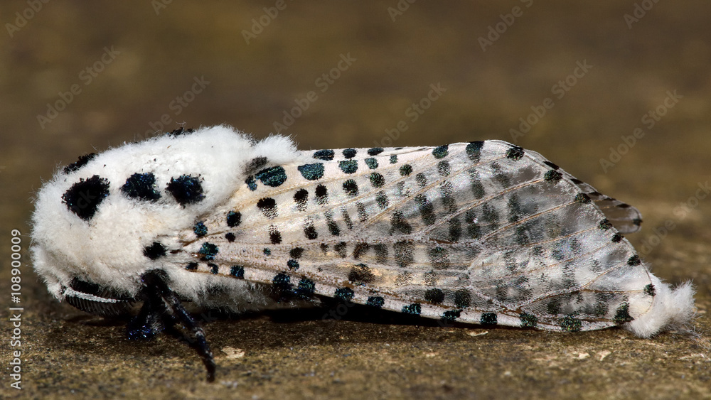 Leopard Moth (Zeuzera pyrina) in profile. Striking and unusual white ...