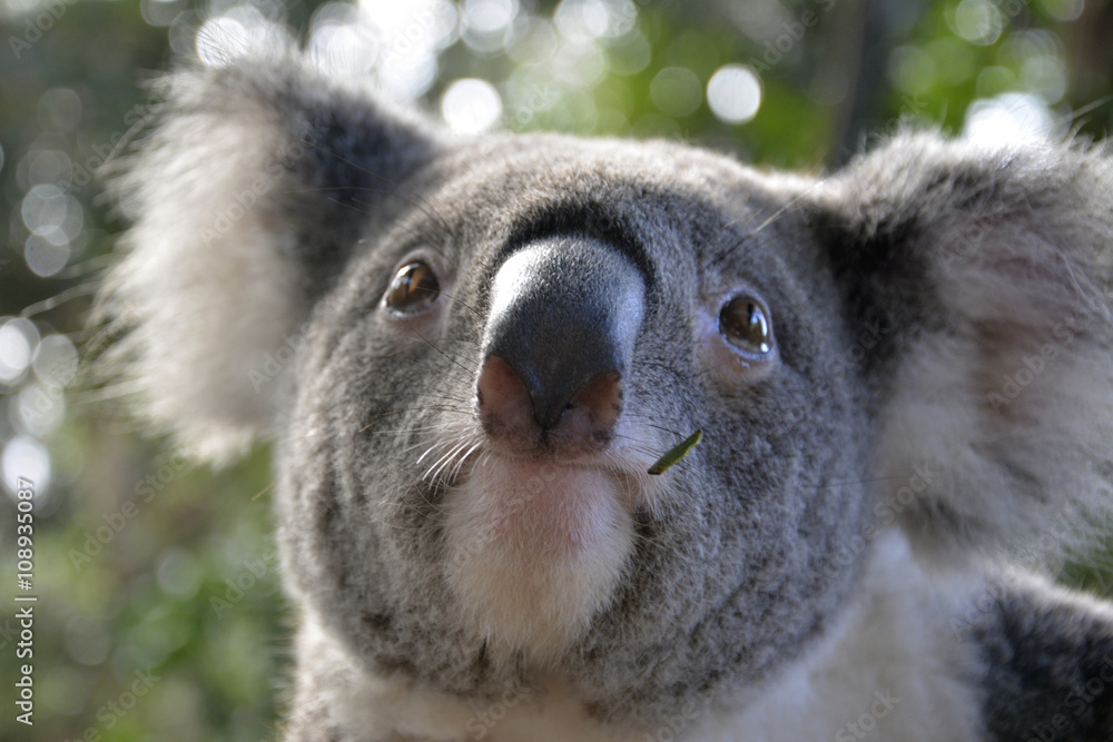 Koala portrait. foto de Stock | Adobe Stock