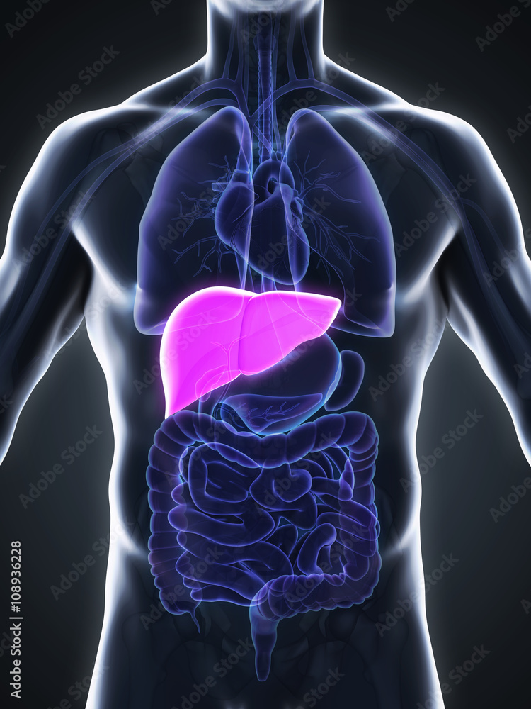 Human Liver Anatomy Stock Illustration | Adobe Stock