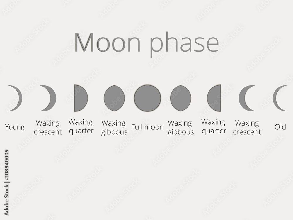 The phases of the moon. The whole cycle from new moon to full. Vector ...