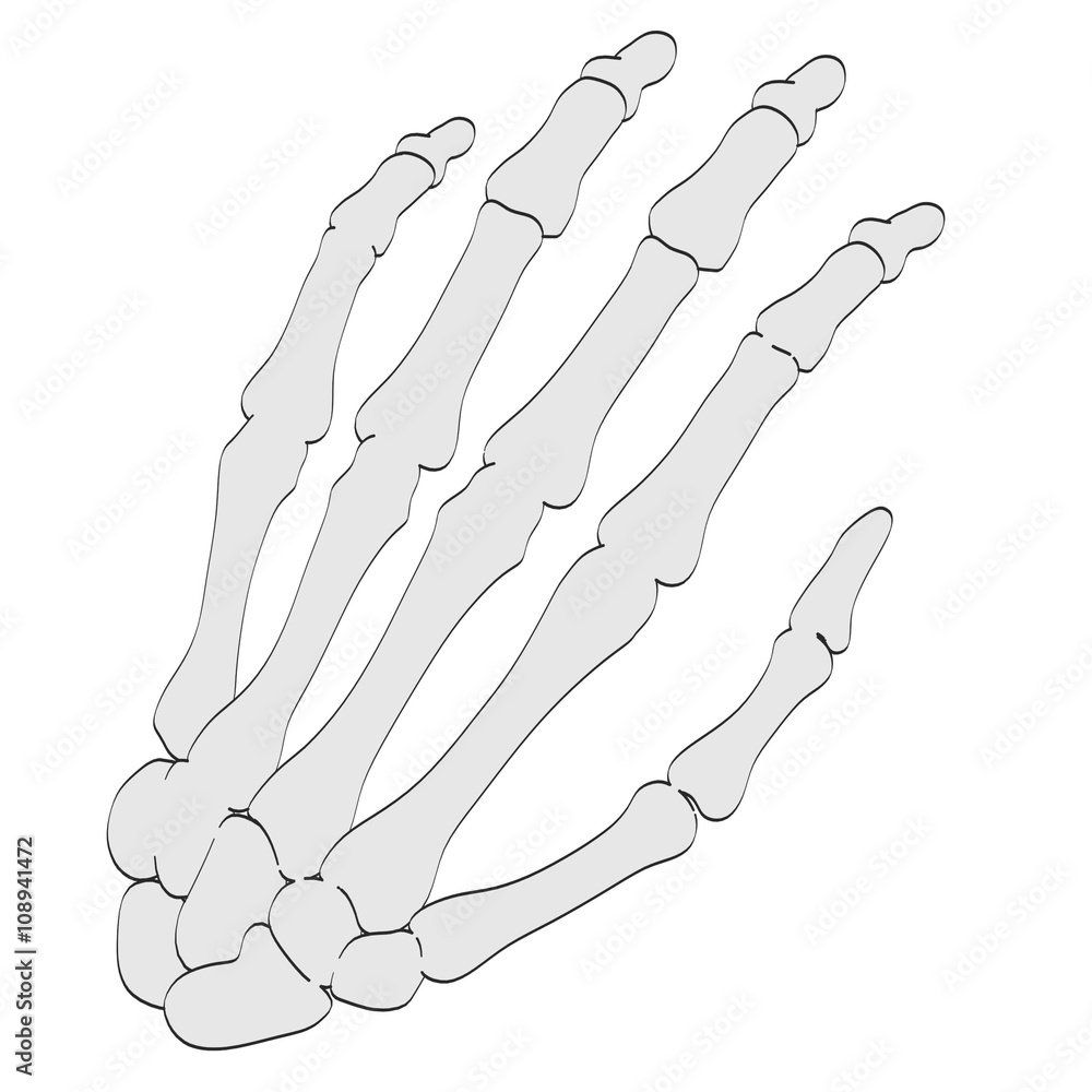 2d cartoon illustration of arm bones Stock Illustration | Adobe Stock