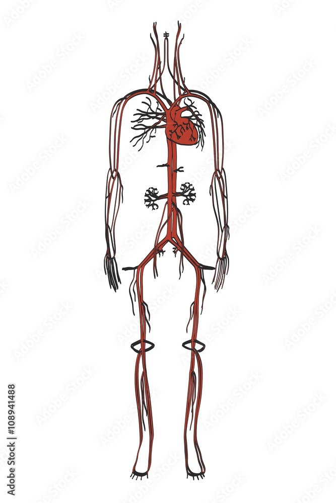 2d cartoon illustration of circulatory system Stock Illustration ...