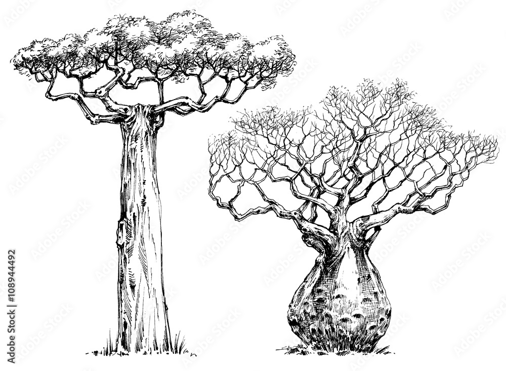 African Iconic Tree Baobab Tree Stock Vector Adobe Stock