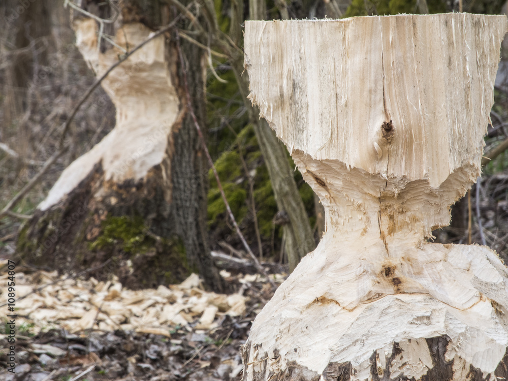 two gnawed trees Stock-Foto | Adobe Stock