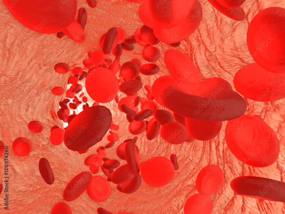 Red blood cells erythrocytes in interior of arterial or capillary blood ...