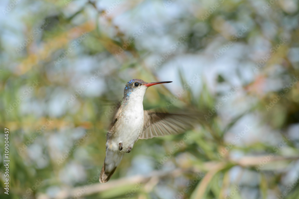 El colibrí está parado y mueve sus alas con velocidad. Stock 写真 | Adobe ...
