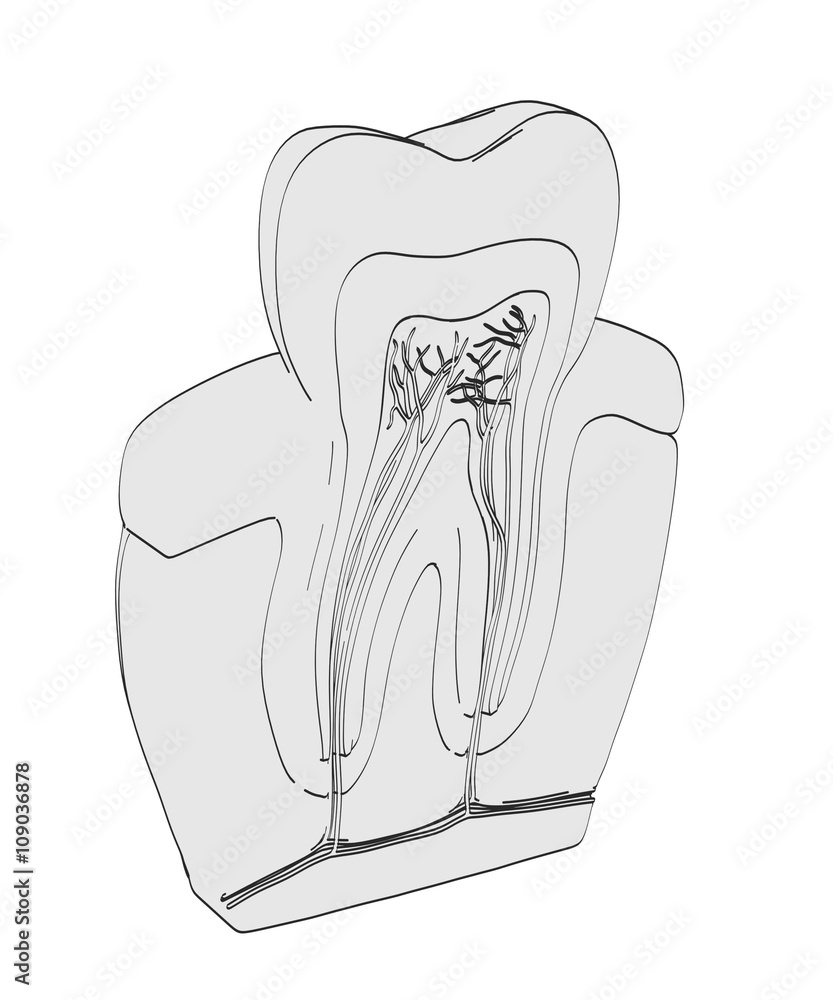 2d cartoon illustration of tooth anatomy Stock Illustration | Adobe Stock