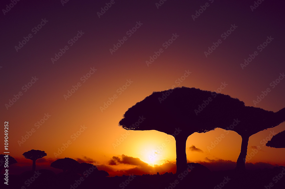 Endemic rare plants of the planet. Huge dragon trees silhouettes ...