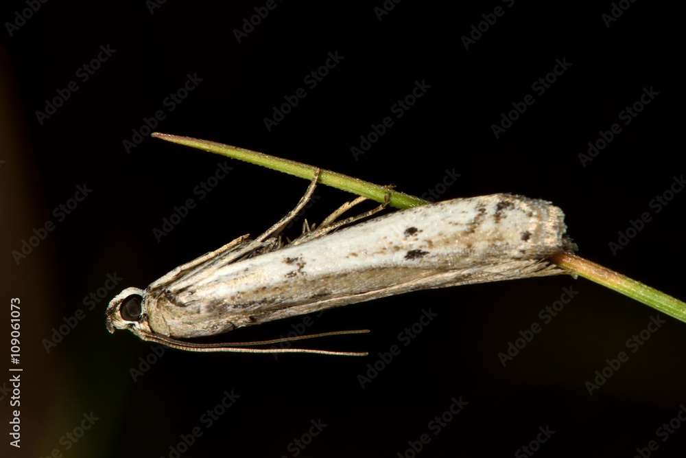 Phycitodes maritima micro moth. Small Pyralid moth, an insect in the ...